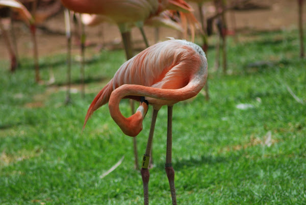 Flamingo | Project Noah