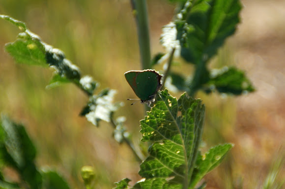 Green hairstreak | Project Noah
