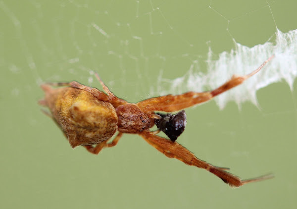 spider | Project Noah