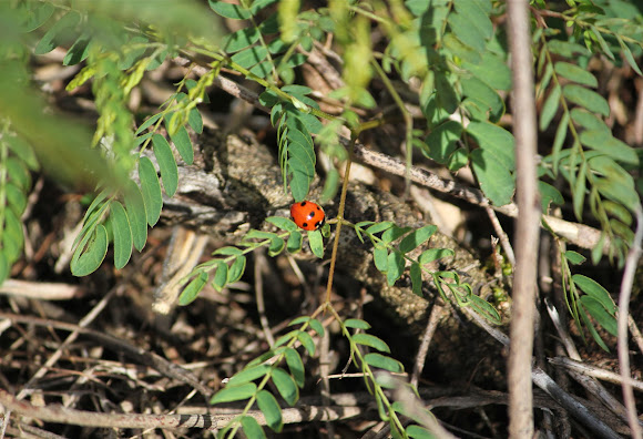 Seven-Spotted Ladybug | Project Noah