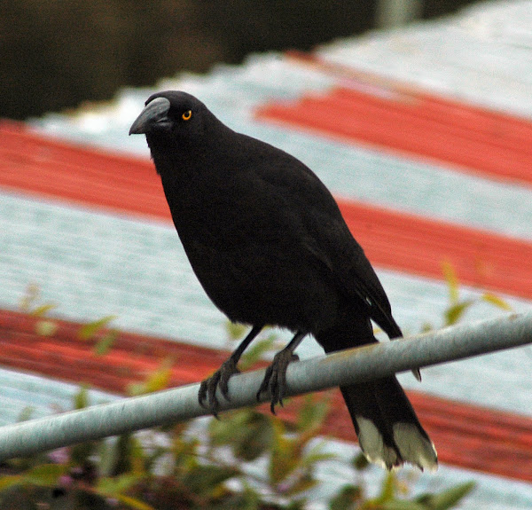 Black currawong | Project Noah
