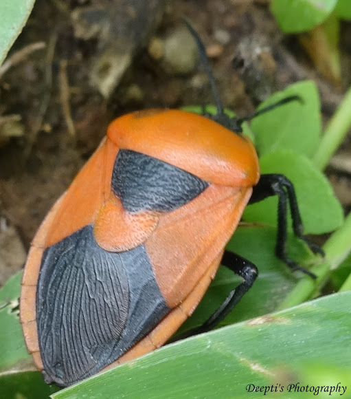 Cucurbit Stink Bug or Red Pumpkin Bug | Project Noah