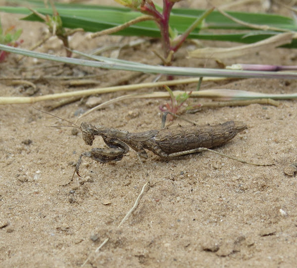 Minor Ground Mantis (female) | Project Noah