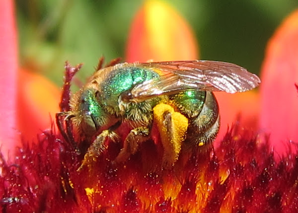 Metallic Green Bees | Project Noah