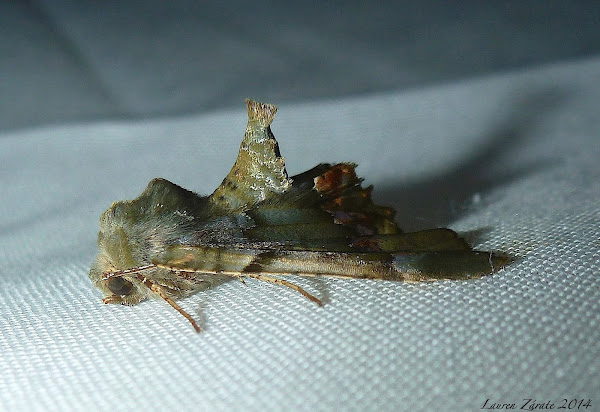 Pero Moth | Project Noah