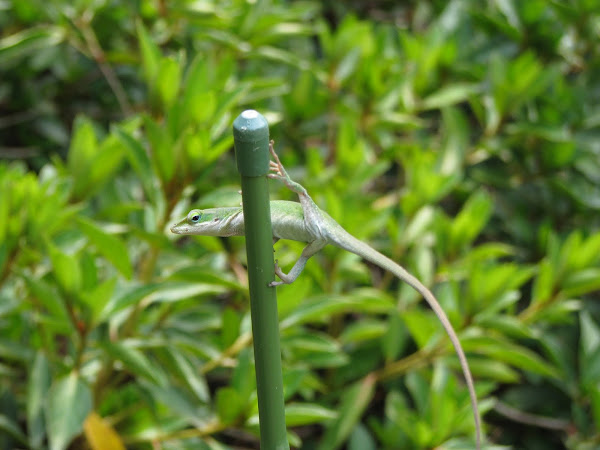 Carolina anole (green lizard) | Project Noah