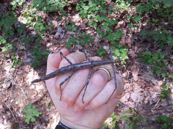 Giant walkingstick (female) | Project Noah