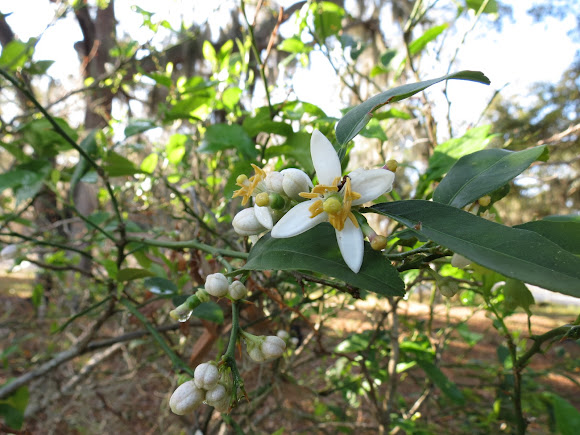 Key lime blossoms | Project Noah