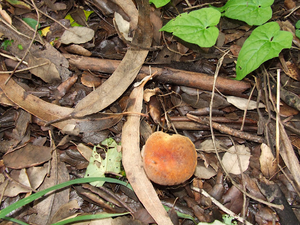 Xerocomus sp | Project Noah