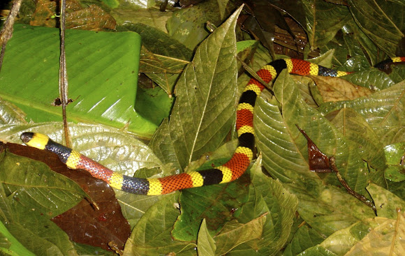 Central American Coral Snake | Project Noah