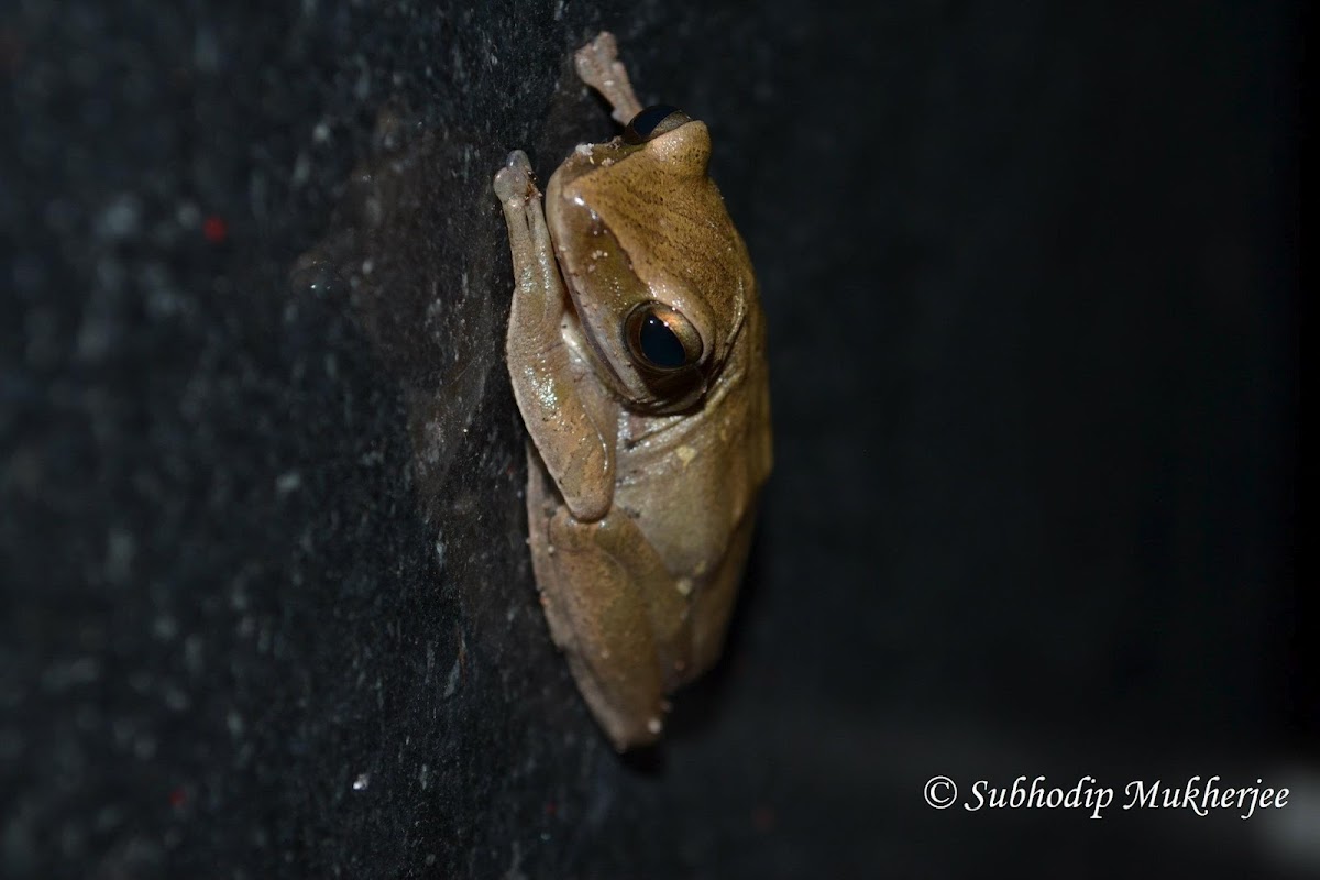 Common Tree Frog | Project Noah