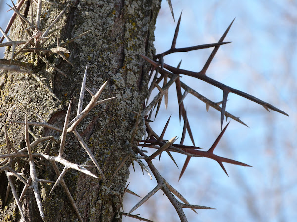 Honey locust | Project Noah