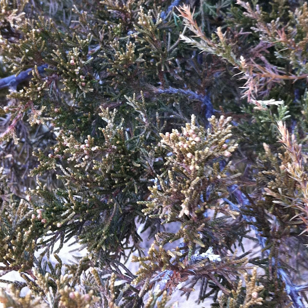 Eastern red cedar | Project Noah