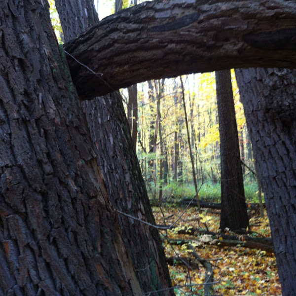 Sassafras | Project Noah