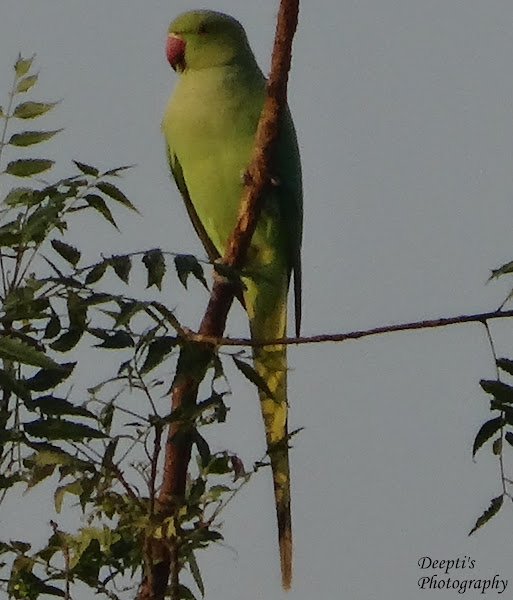 Rose-ringed Parakeet | Project Noah