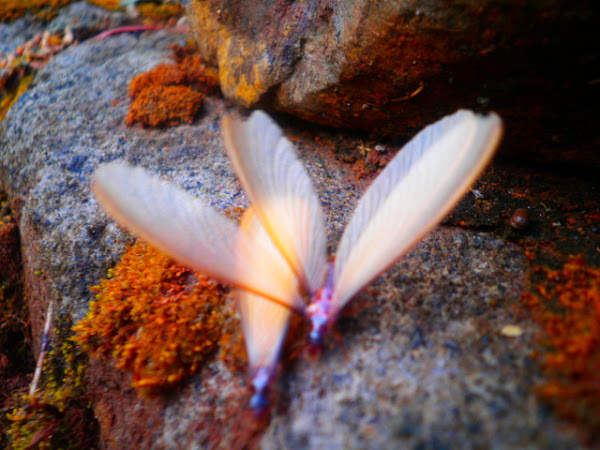 Termite / laron ( indonesia | Project Noah