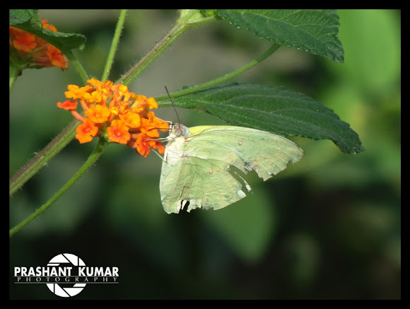 Common Emigrant | Project Noah