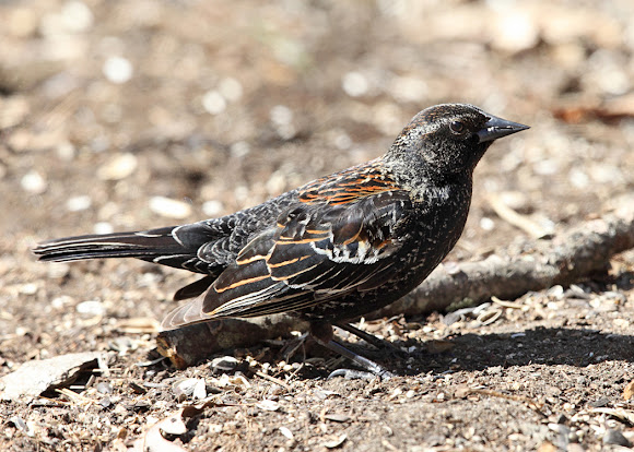 Red-winged Blackbird (immature male) | Project Noah