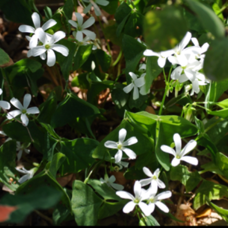 False Shamrock | Project Noah