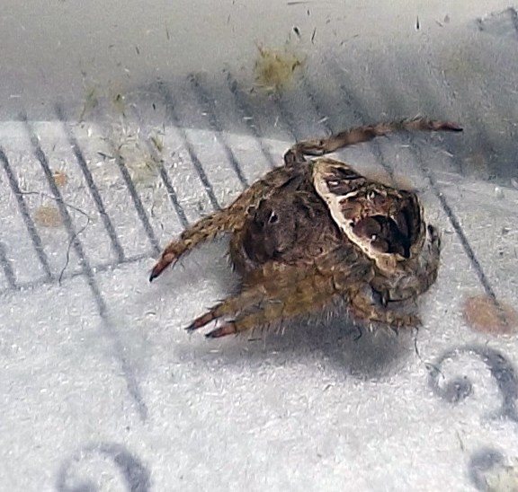 Wrap-around Spider | Project Noah