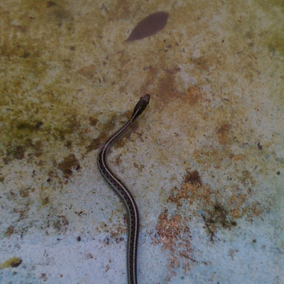 Garder snake | Project Noah