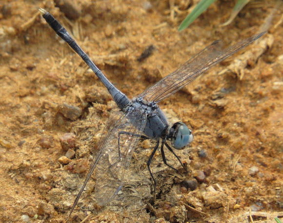 Ground Skimmer or Chalky Percher (male) | Project Noah