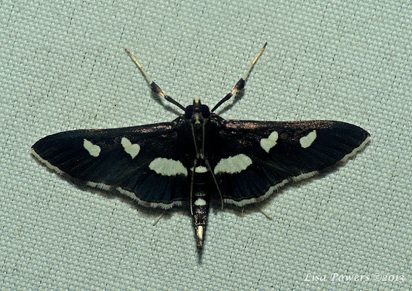 Desmia Grape Leaffolder Moth Desmia funeralis/maculalis | Project Noah