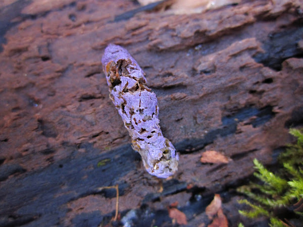 Purple Bird-poo (fungus?) | Project Noah