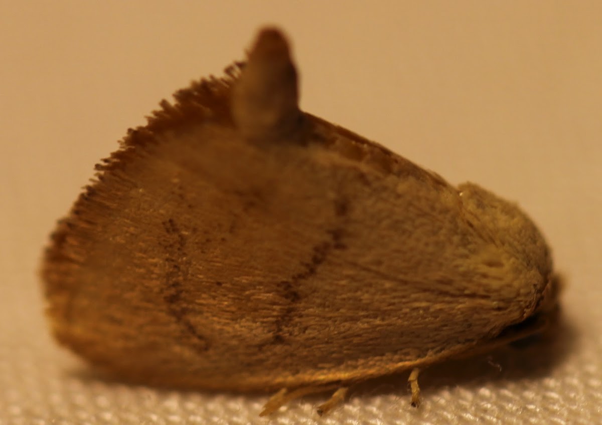Abbreviated Button Slug Moth | Project Noah