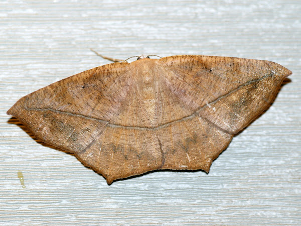 Large Maple Spanworm Moth | Project Noah