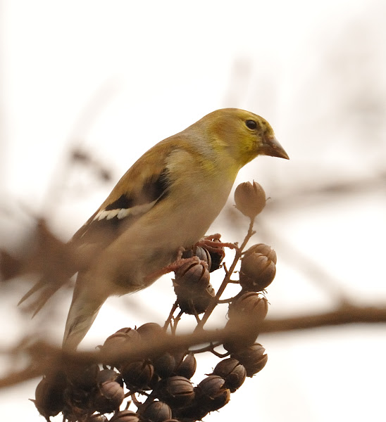American Goldfinches | Project Noah