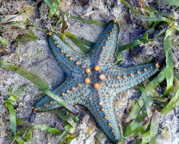 Star Fish Pentaceraster | Project Noah