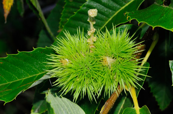 Sweet Chestnut fruit, erizos de castaño | Project Noah