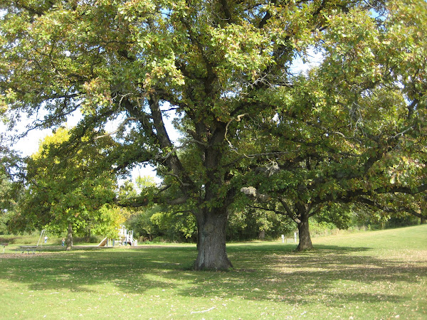 Oak Tree | Project Noah