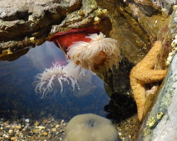 Fish-eating anemone | Project Noah