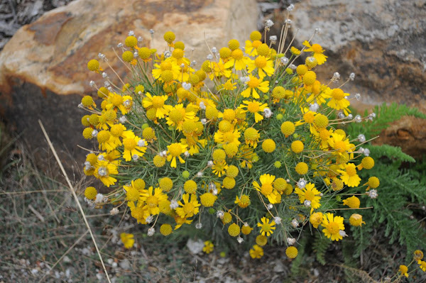 Bitter sneezeweed | Project Noah