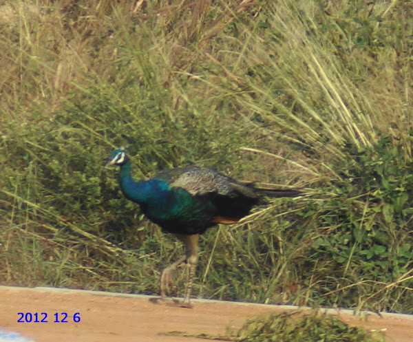 Peafowl | Project Noah