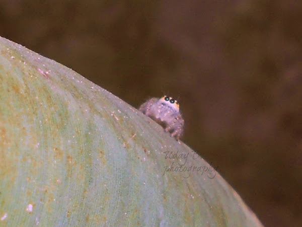Jumping spider | Project Noah