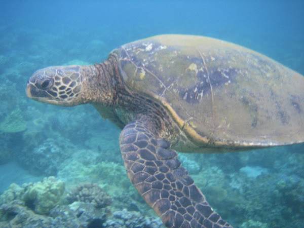 Green Sea Turtle | Project Noah