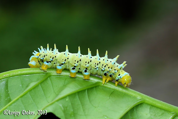 Wild Eri Silk Moth | Project Noah
