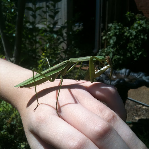 Praying Mantis | Project Noah