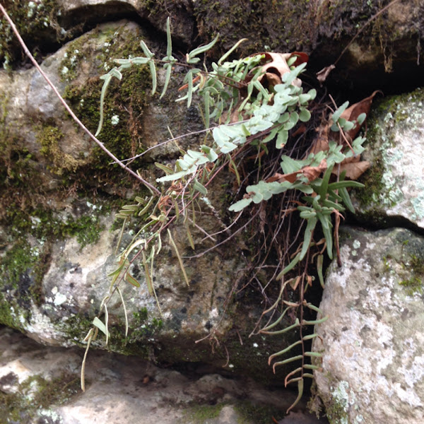 Purple Cliff Brake | Project Noah