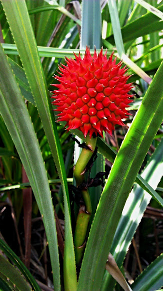 Pandanus affinis | Project Noah