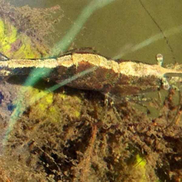 California Freshwater Shrimp | Project Noah