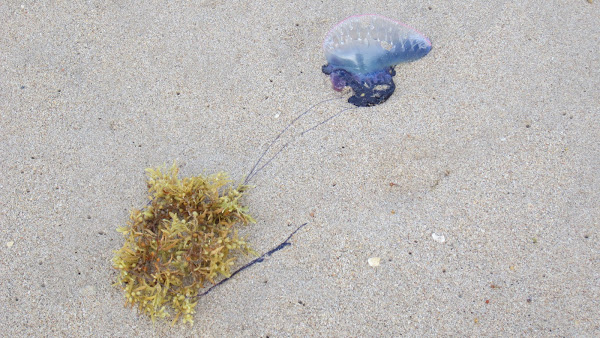 Portuguese Man O' War | Project Noah