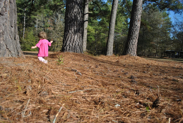 Pine tree | Project Noah