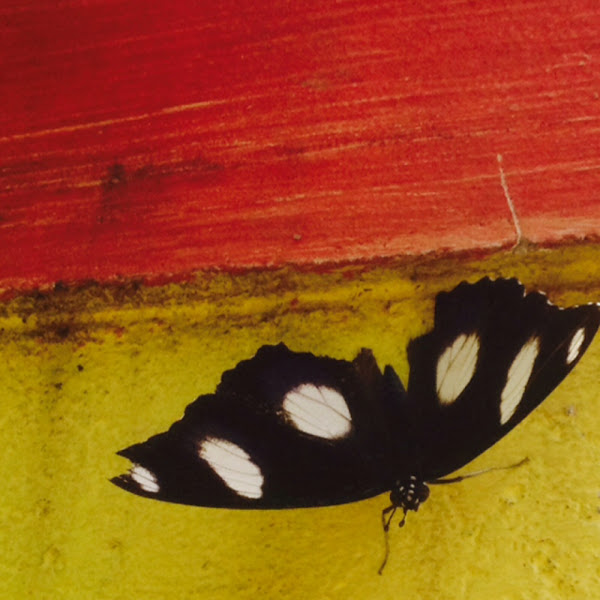 Danaid Butterfly Male | Project Noah