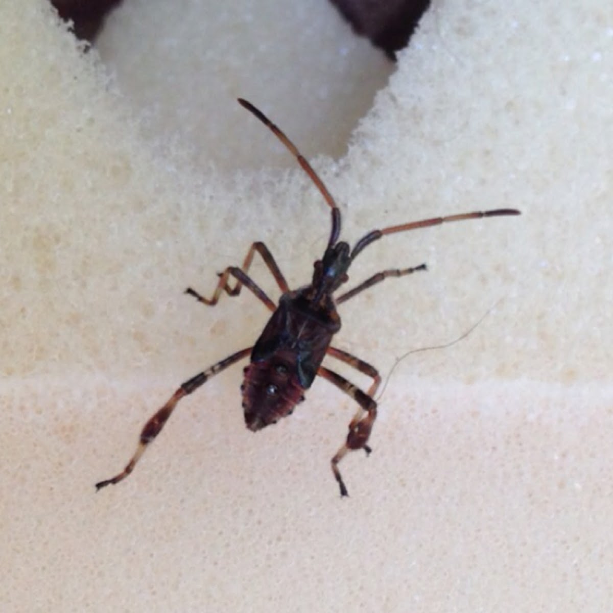 Leaf-footed bug nymph | Project Noah