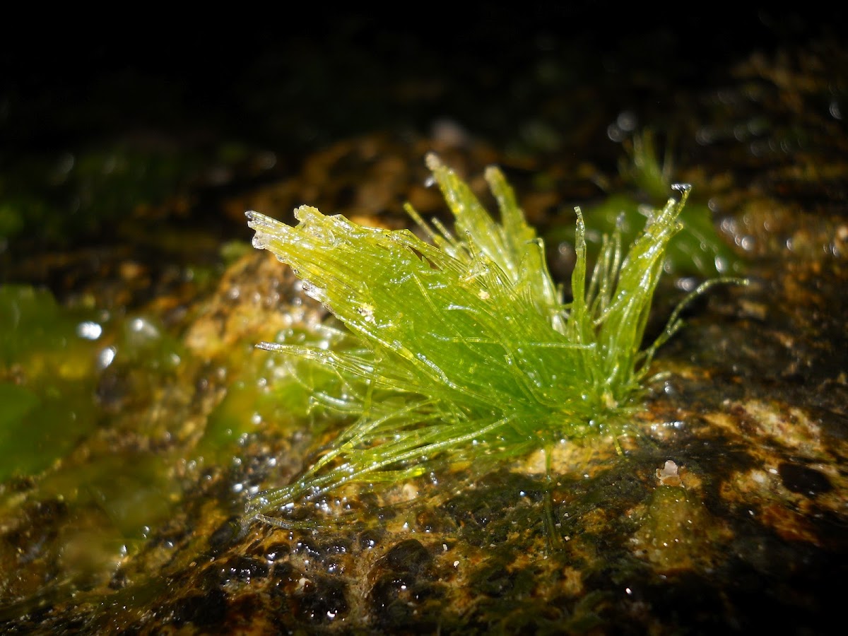 Chaetomorpha antennina | Project Noah