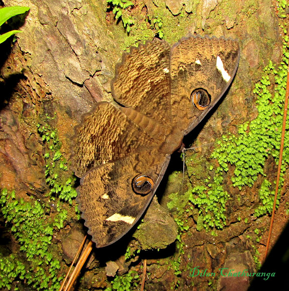 Erebid Moth | Project Noah